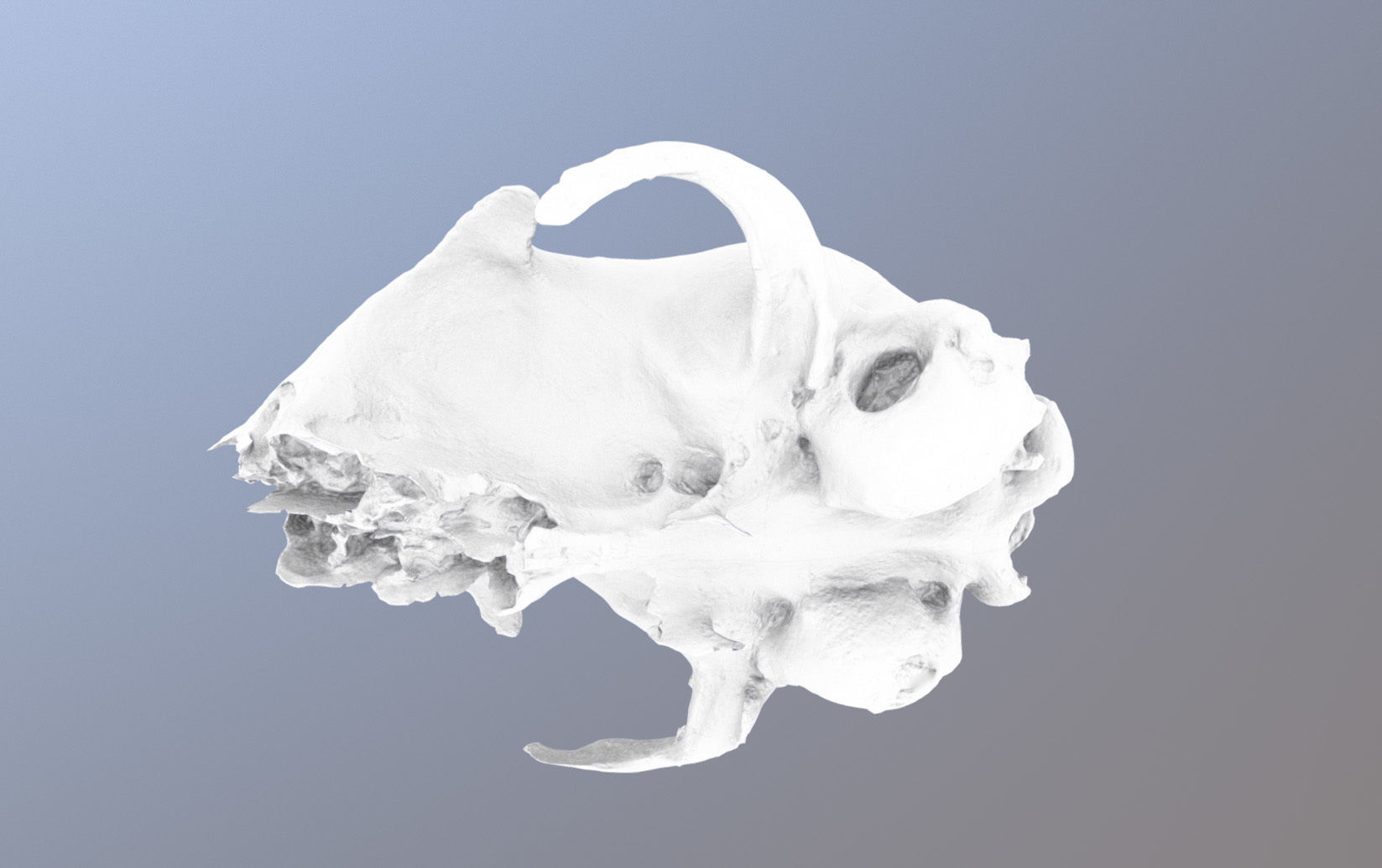 Photorealistic scanned small highpoly skull of rodent 3D model | CGTrader