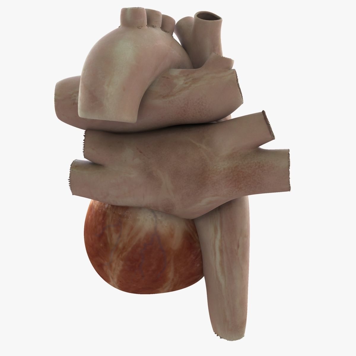 Rigged Human Heart 3D model animated rigged | CGTrader