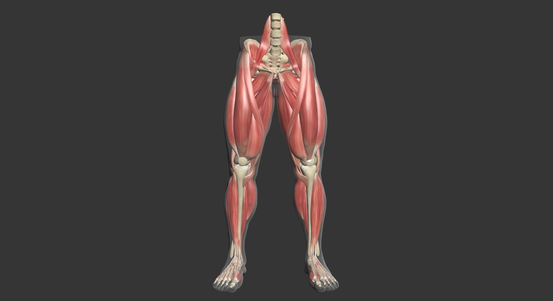 Human Leg Muscle Anatomy 3DSmax 3D model | CGTrader
