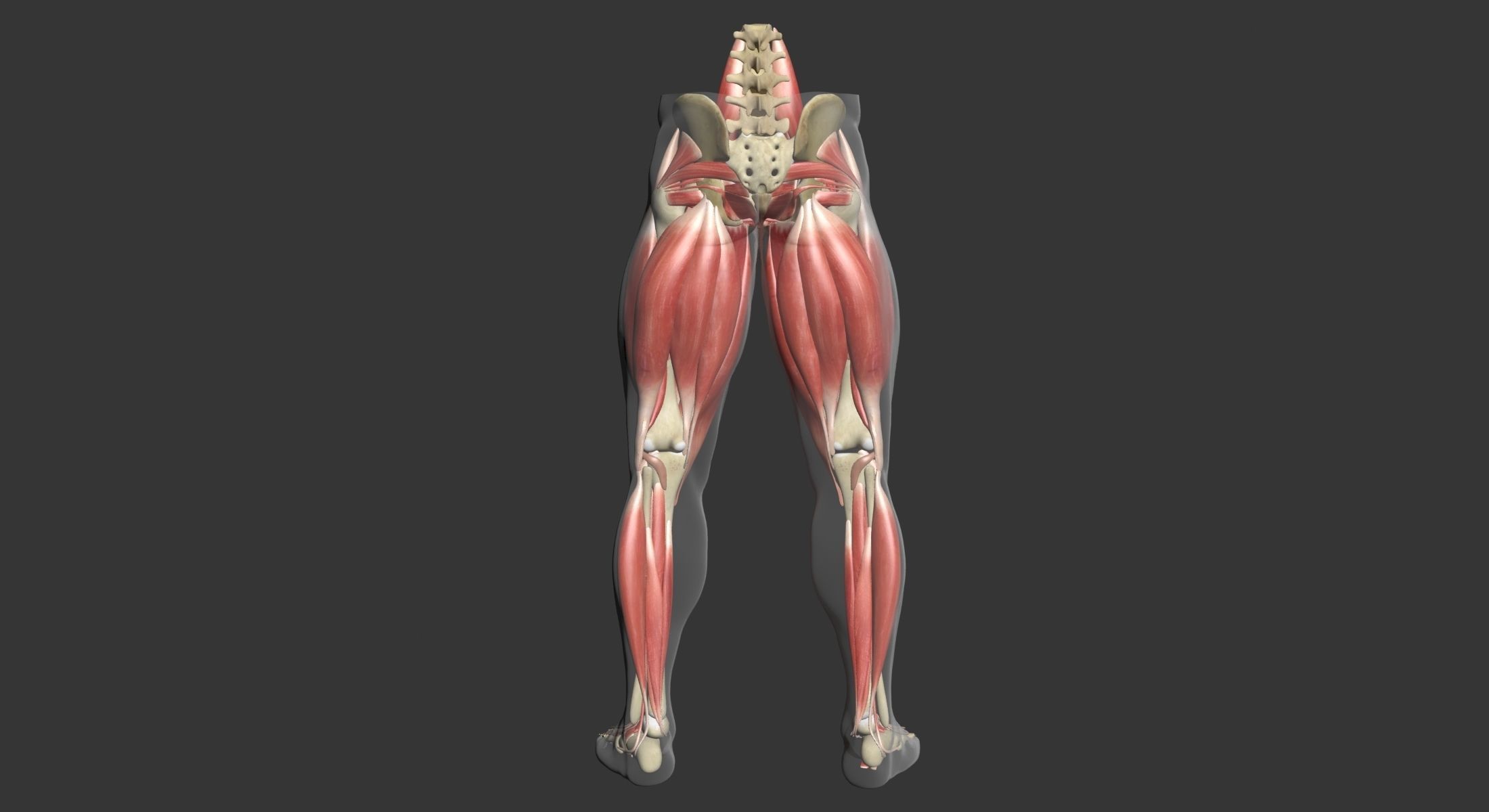 Human Leg Muscle Anatomy 3DSmax 3D model | CGTrader