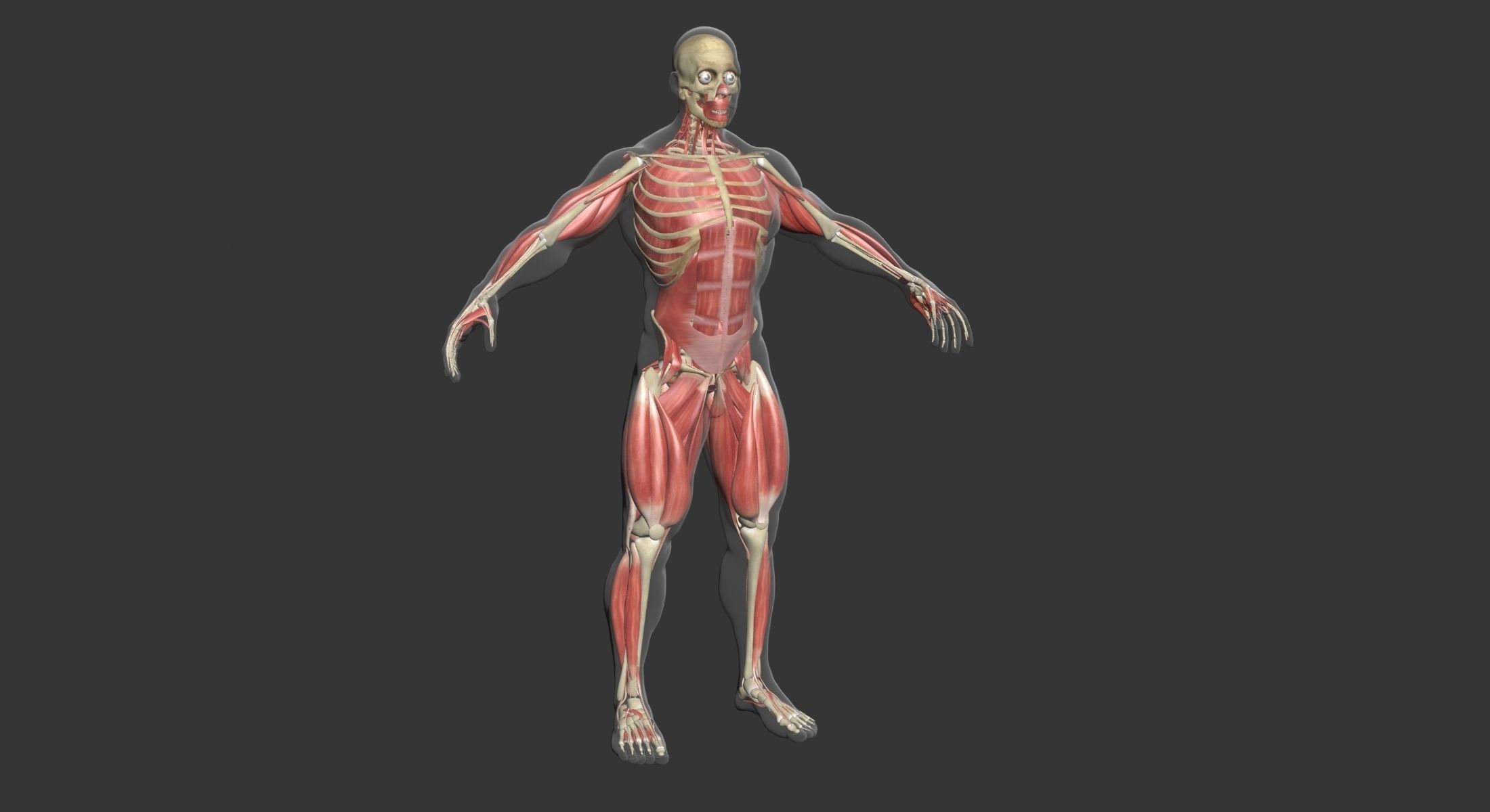 Human Male Complete Muscle Anatomy 3D model | CGTrader