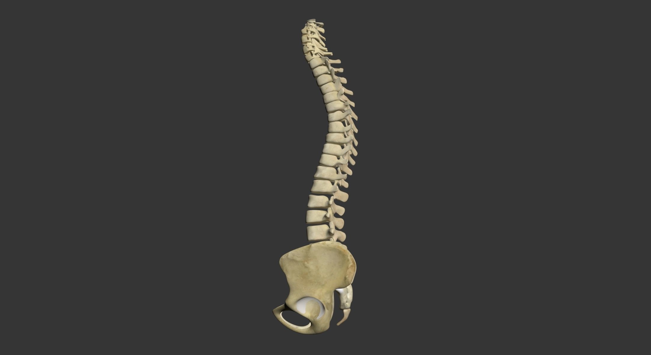Human Spine 3D model | CGTrader
