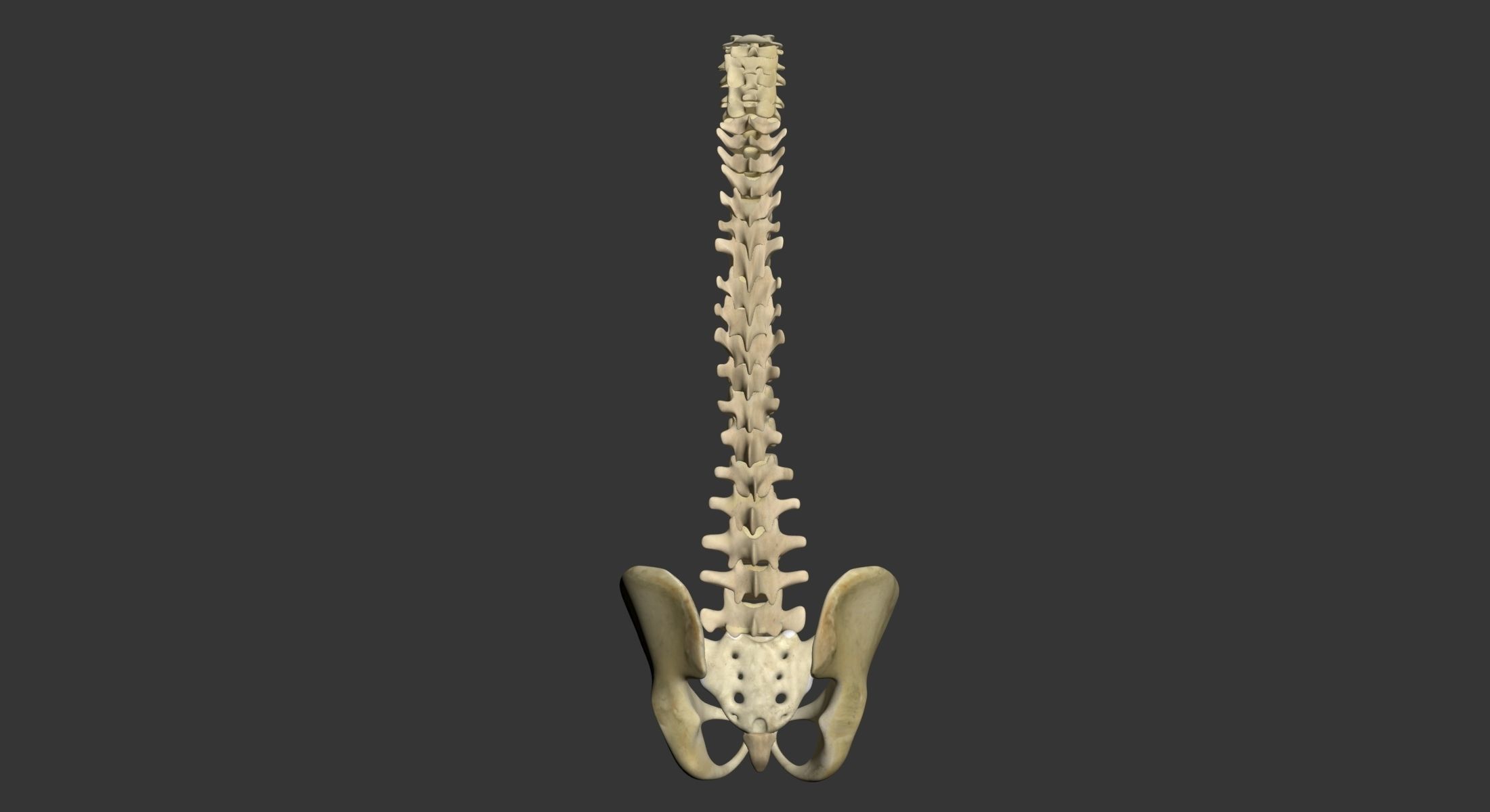 Human Spine 3D model | CGTrader