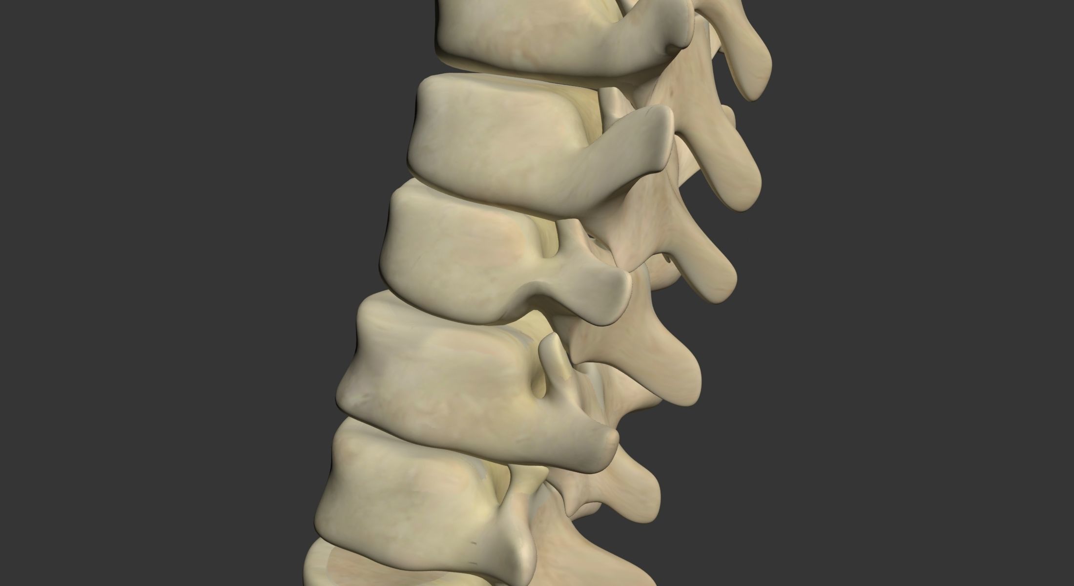 Human Spine 3D model | CGTrader