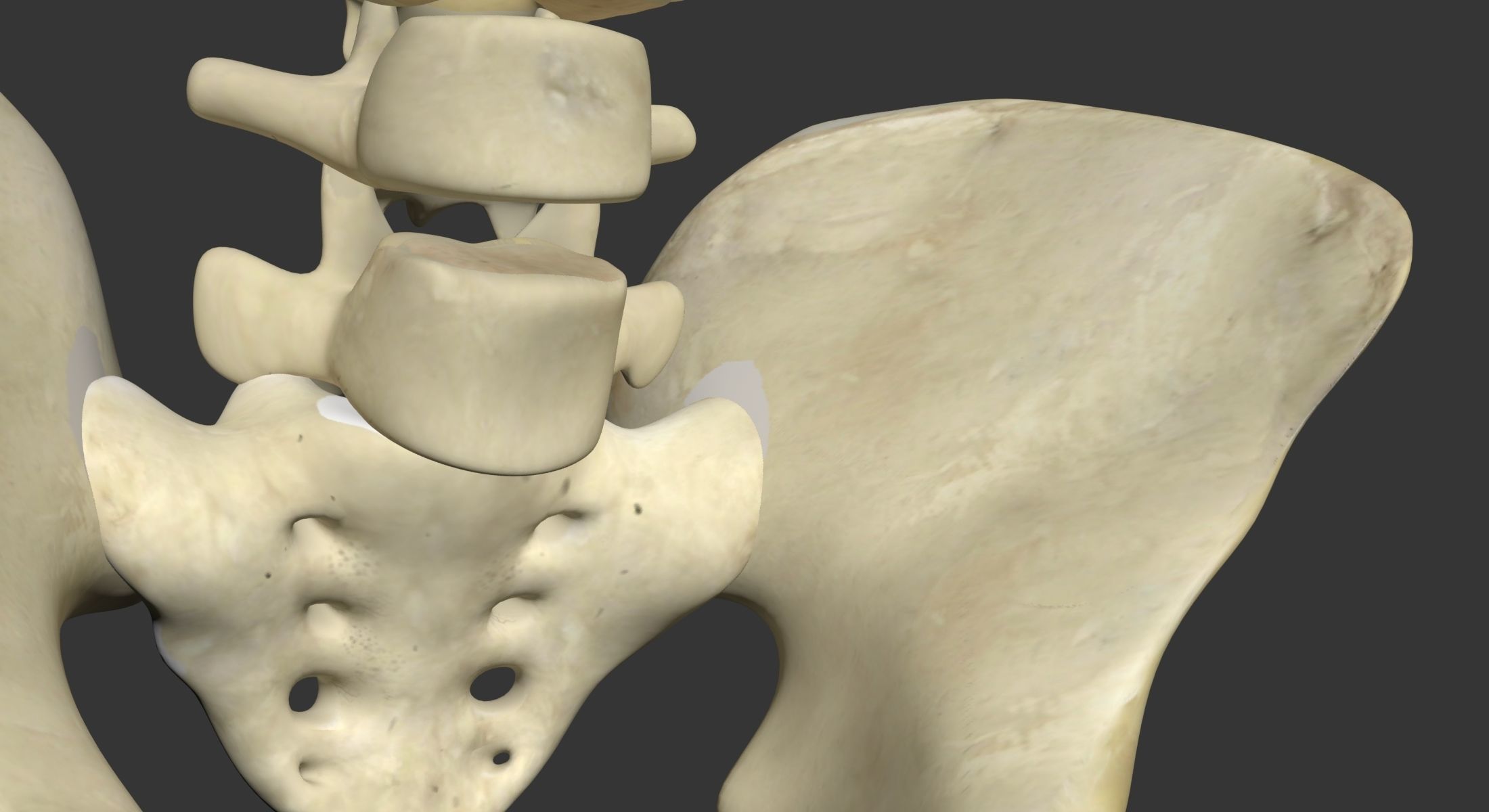 Human Spine 3D model | CGTrader