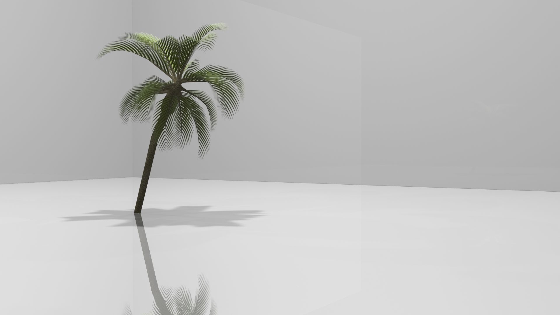 Coconut tree 3D model | CGTrader