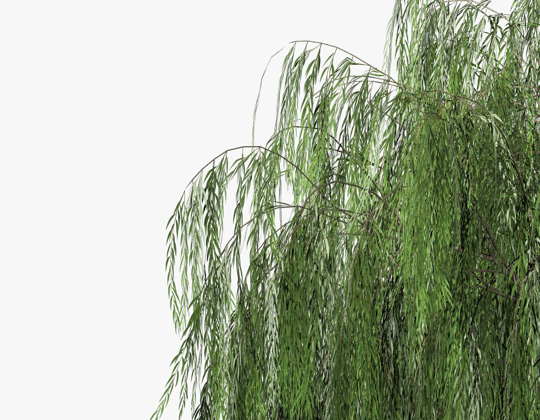 3D model Willow tree 02 VR / AR / low-poly | CGTrader