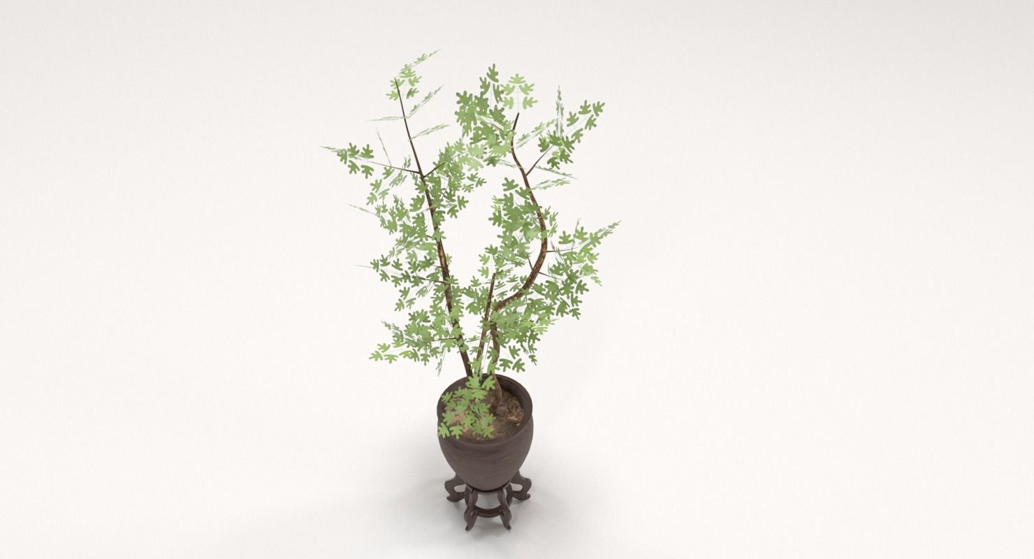 Decorative tree in a Pot 3D model | CGTrader
