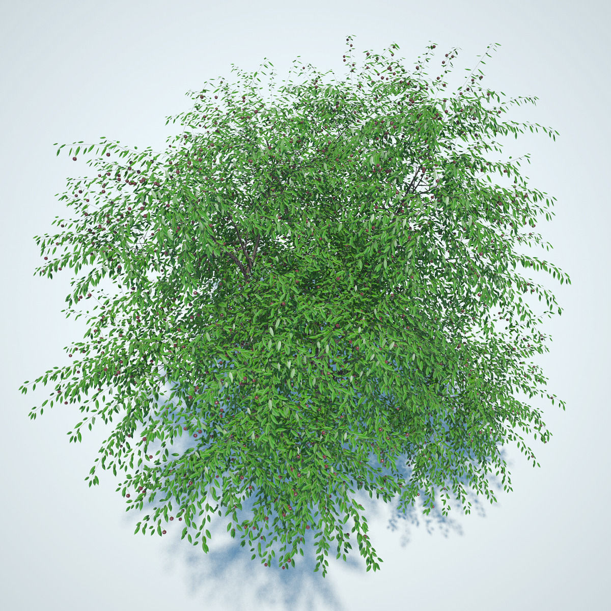 Cherry tree with berries low quality 3D model | CGTrader