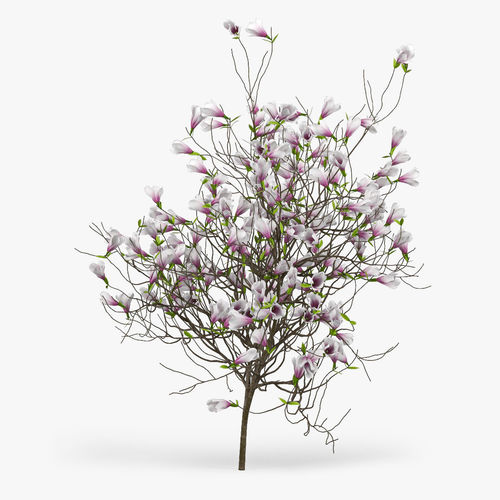 Magnolia tree 3D model | CGTrader