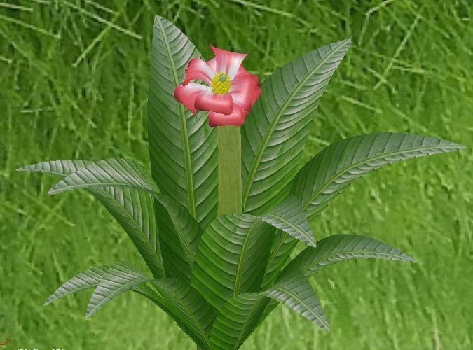 Big leaves flower 3D model | CGTrader