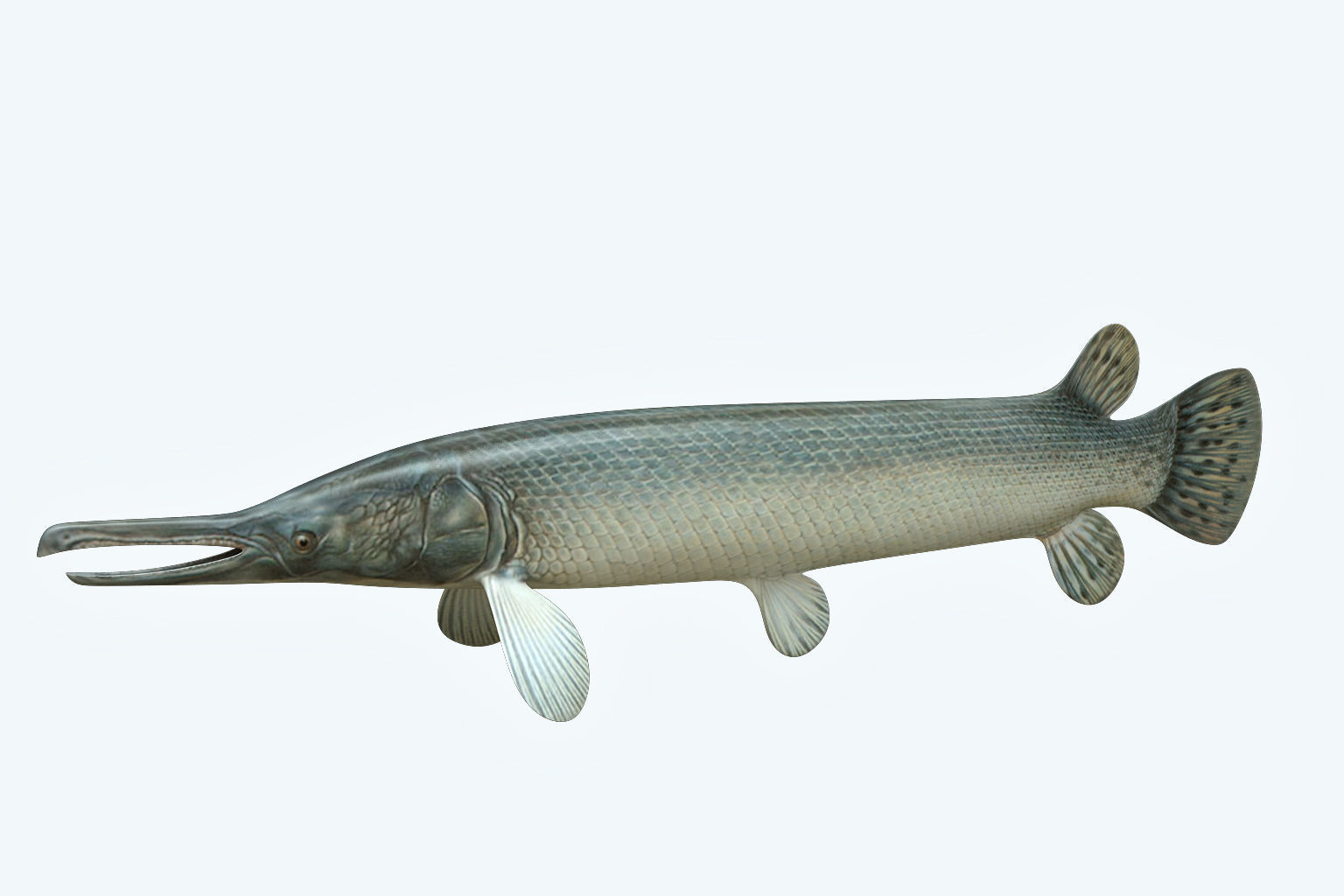 Aligator Gar Fish 3D model | CGTrader