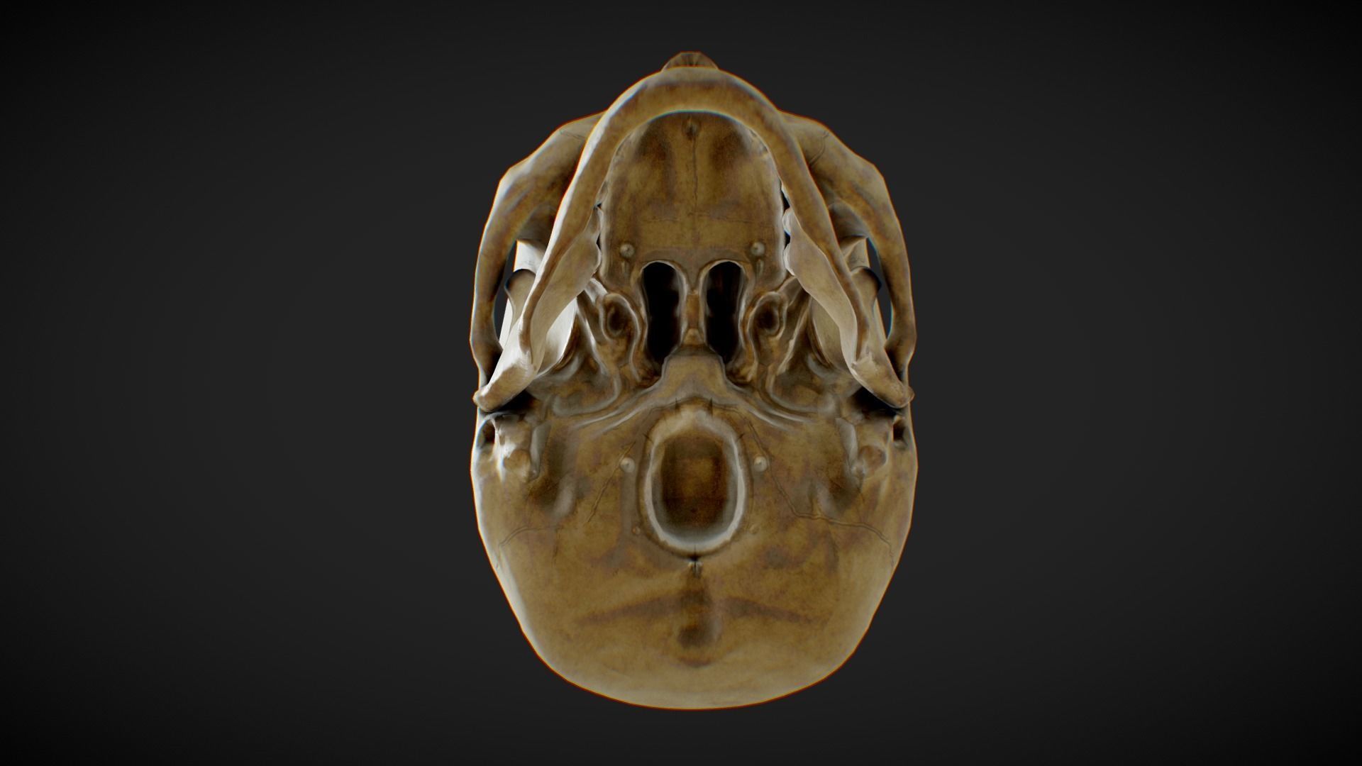 3D model Low Poly PBR Anatomical Human Male Skull VR / AR / low-poly ...
