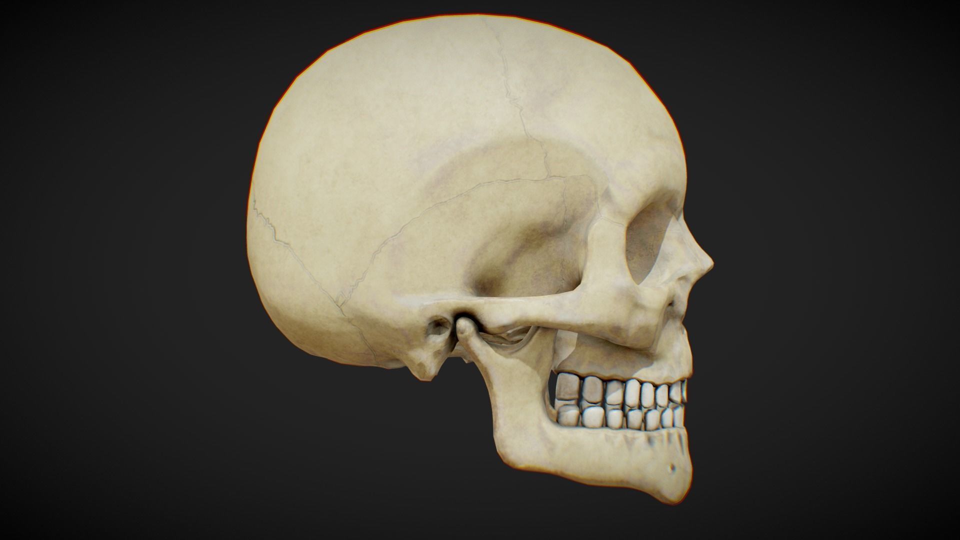 3D model Low Poly PBR Anatomical Human Male Skull VR / AR / low-poly ...
