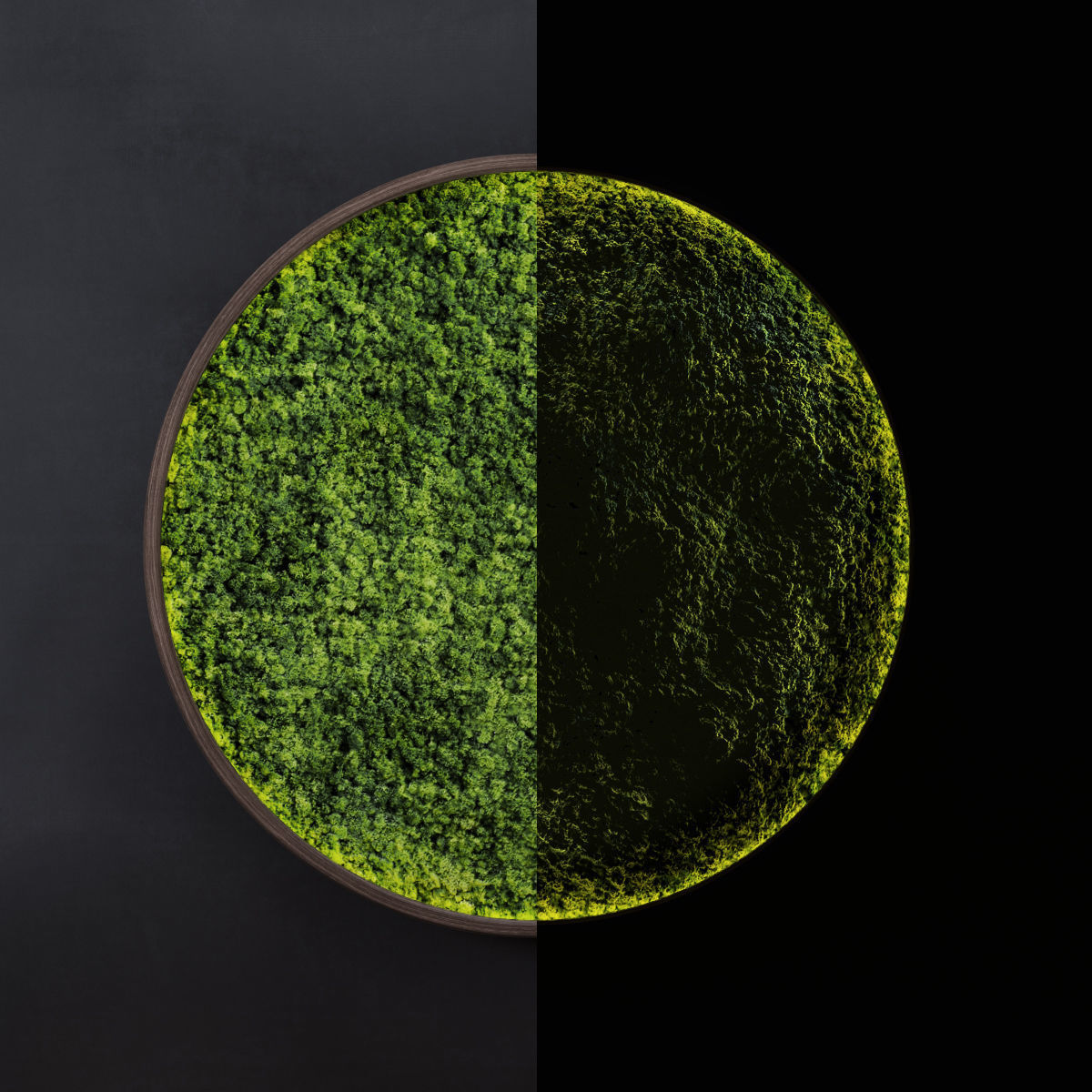 Mosswall disk 3D model | CGTrader