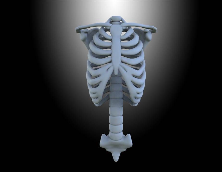 HUMAN RIBS free 3D Model .obj .stl - CGTrader.com