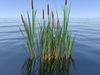reeds floating in water 3D model | CGTrader