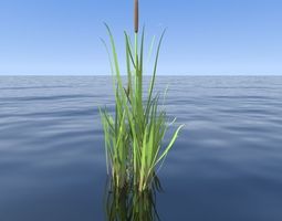 Reed 3D Models | CGTrader