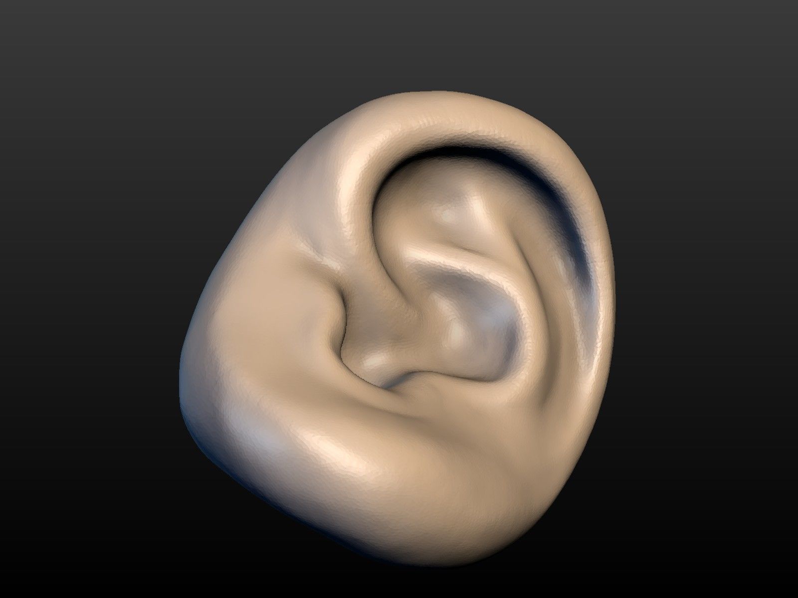 Round Ear 3D model 3D printable | CGTrader