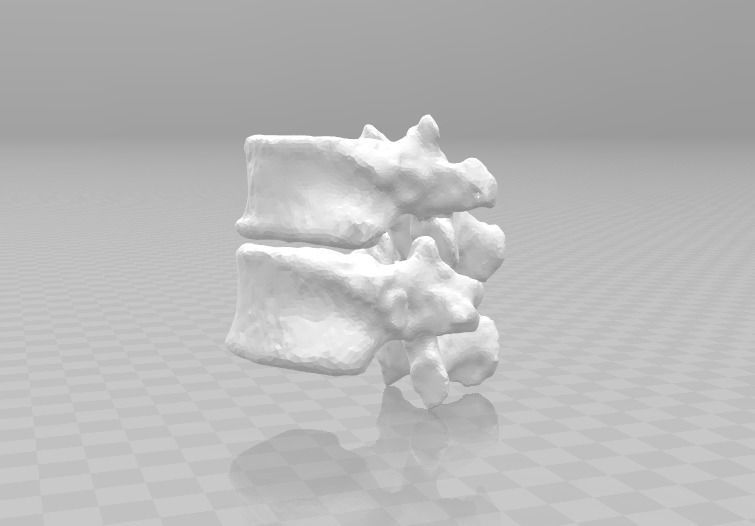 Female spine T11-T12 3D model | CGTrader