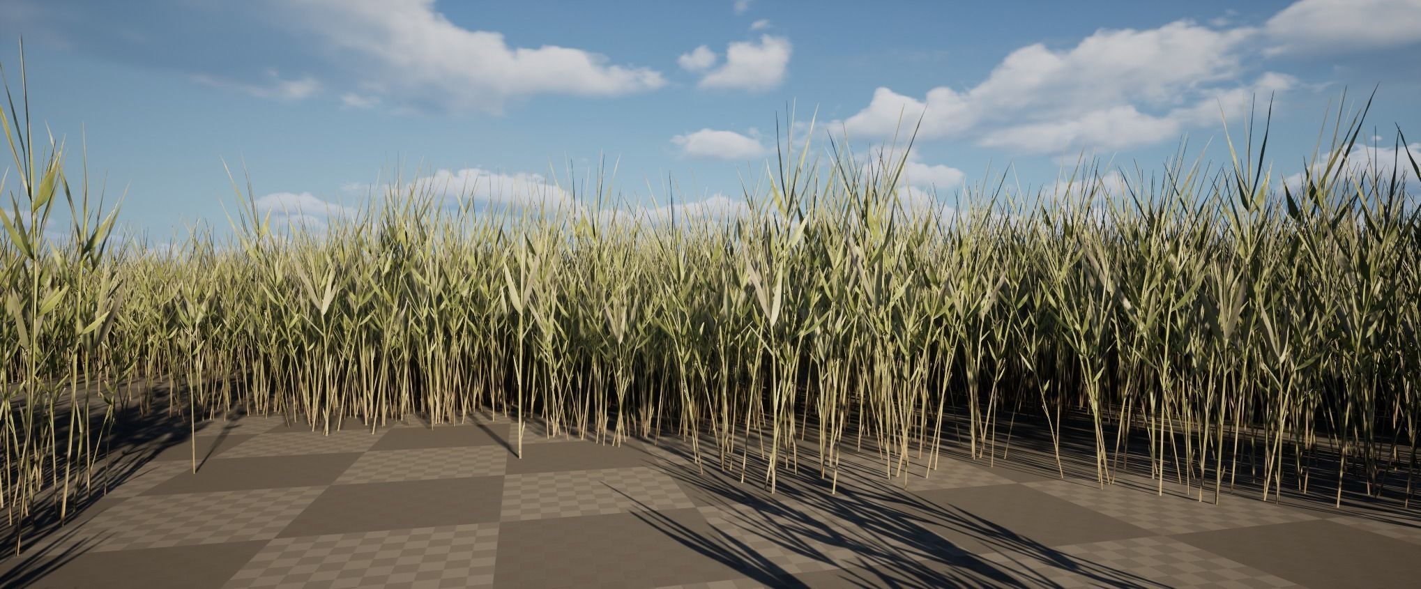 3D model Realistic Optimized Reed Pack VR / AR / low-poly | CGTrader