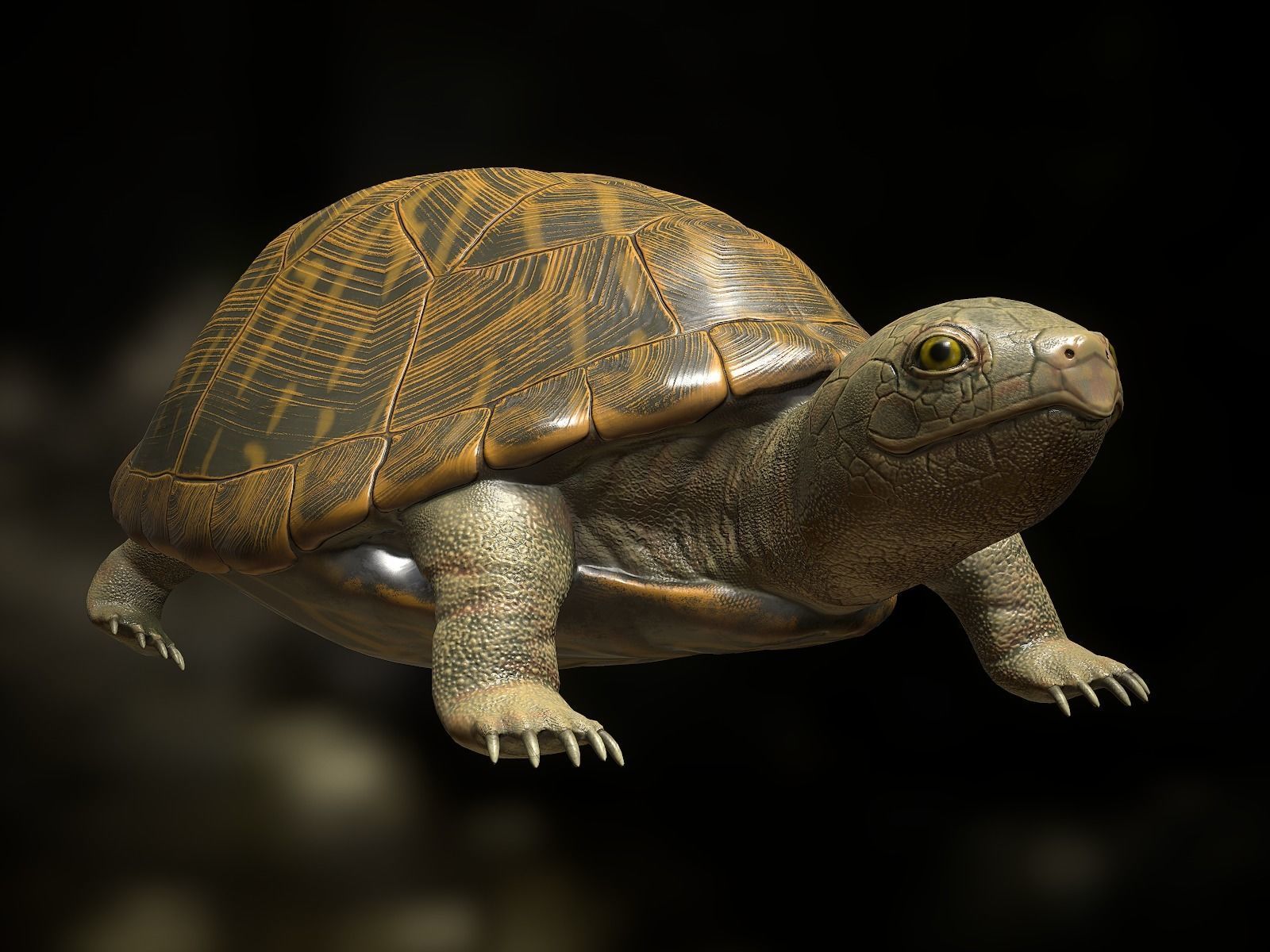 Realistic Turtle 3D model | CGTrader