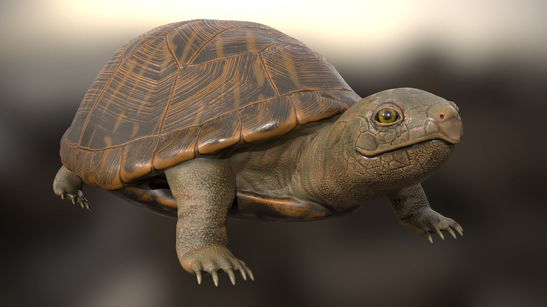 Realistic Turtle 3D model | CGTrader