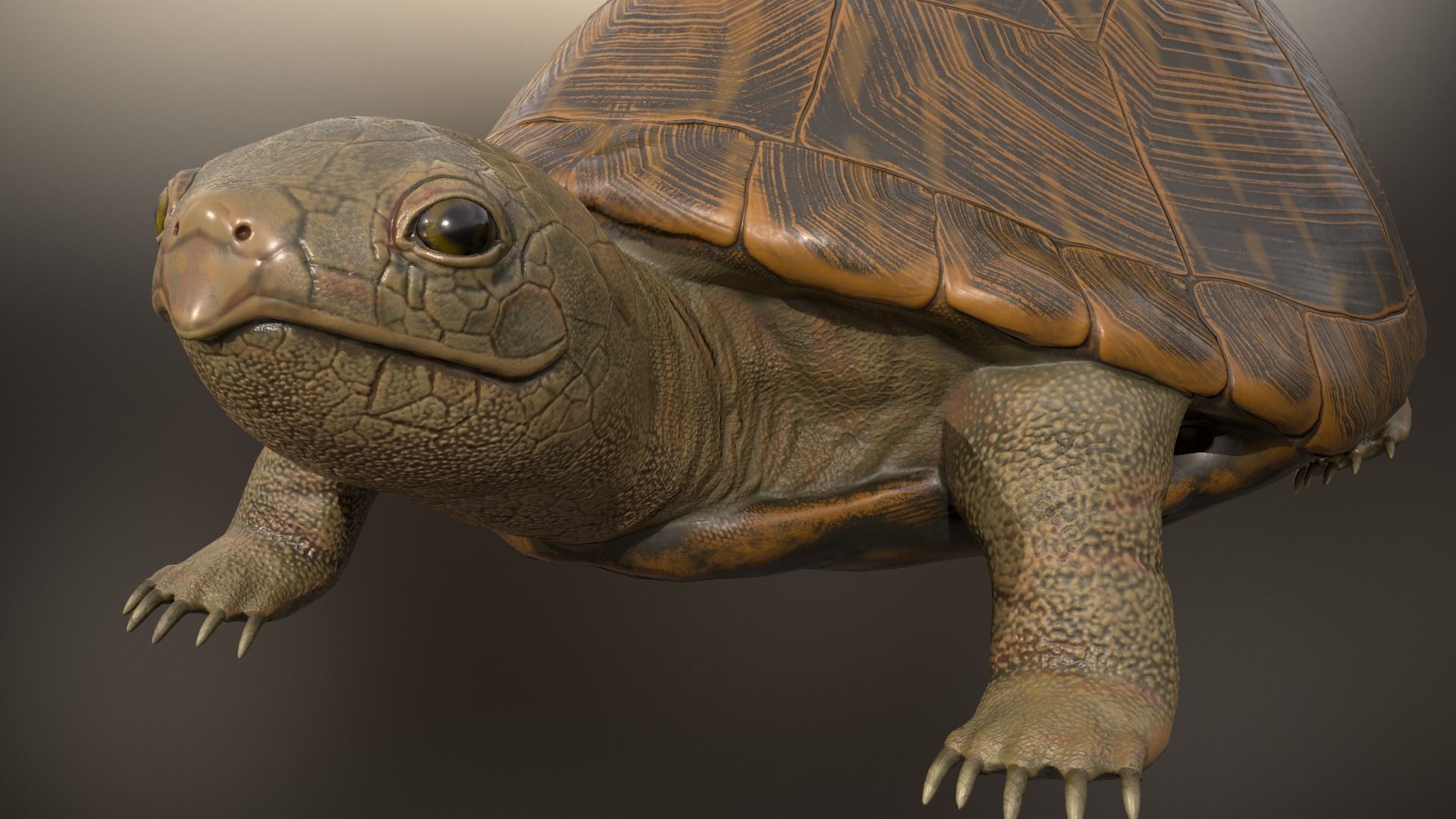 Realistic Turtle 3D model | CGTrader