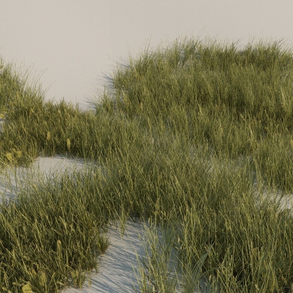 3D model Grass pack A VR / AR / low-poly | CGTrader