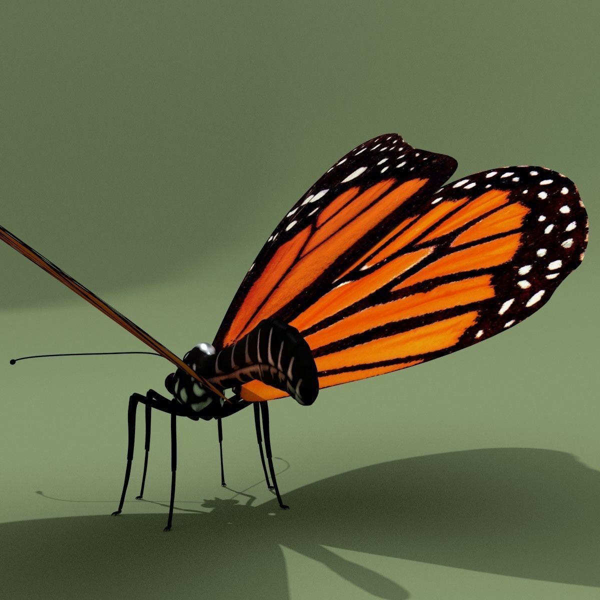 Monarch Butterfly 3D model | CGTrader