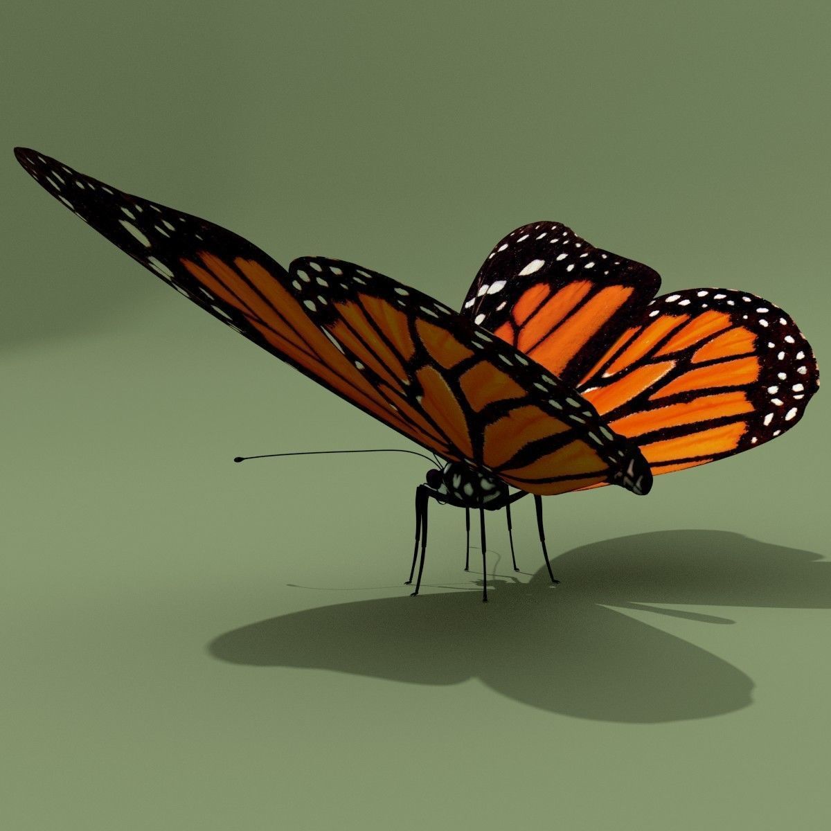 Monarch Butterfly 3D model | CGTrader