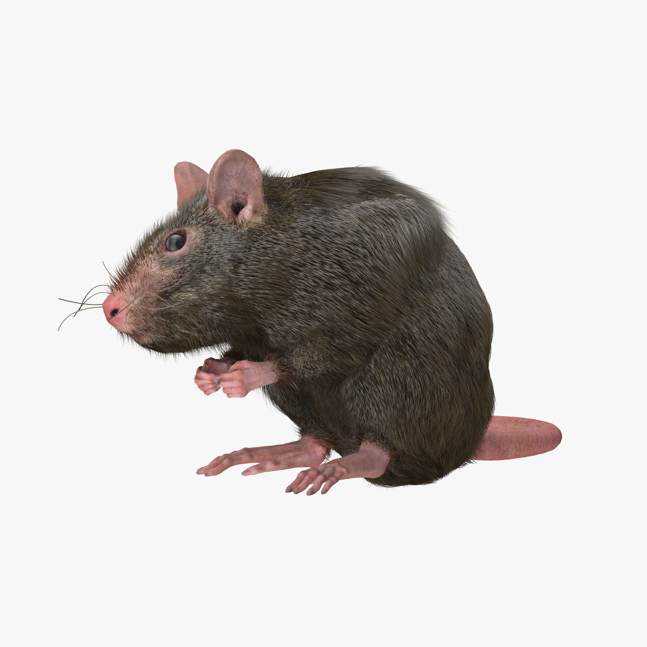 Rat with fur 3D model | CGTrader