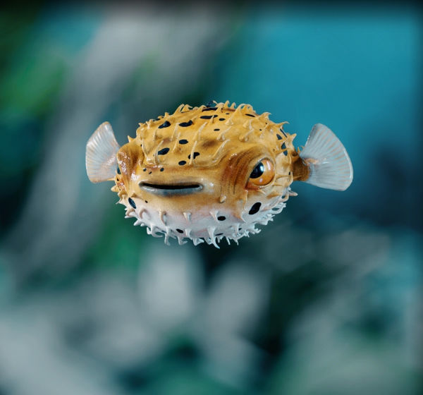 3D model Pufferfish VR / AR / low-poly rigged animated | CGTrader