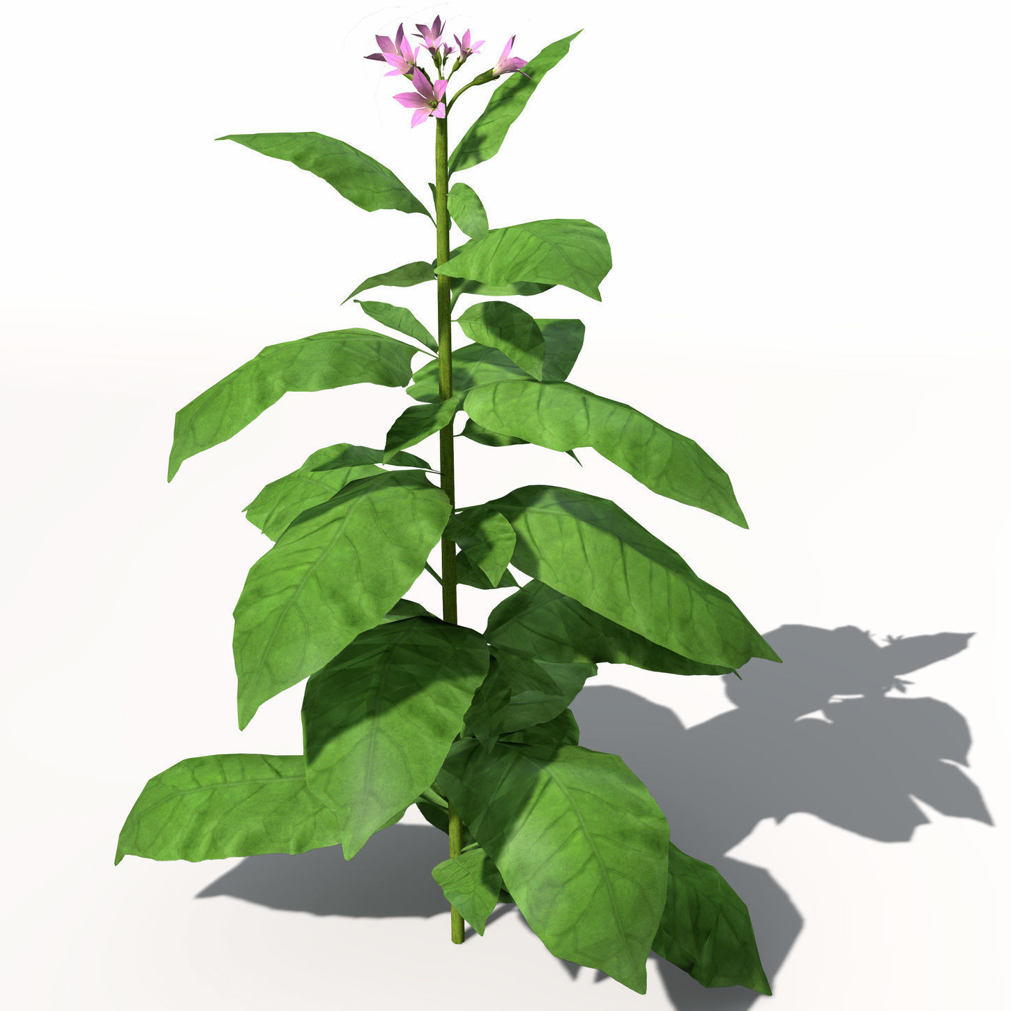 XfrogPlants Tobacco 3D model | CGTrader