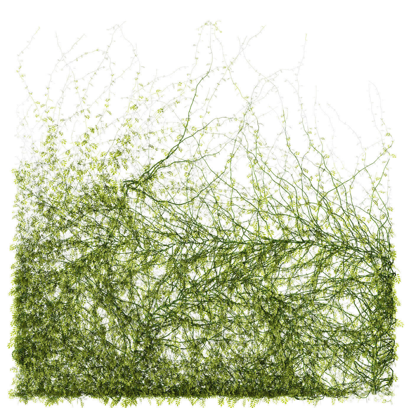 Set of 4 models of leaves for walls or fences 3D model | CGTrader
