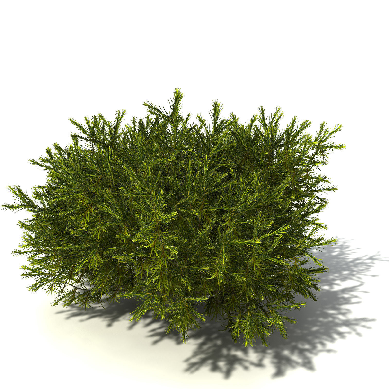 XfrogPlants Australian Tea Tree 3D model | CGTrader