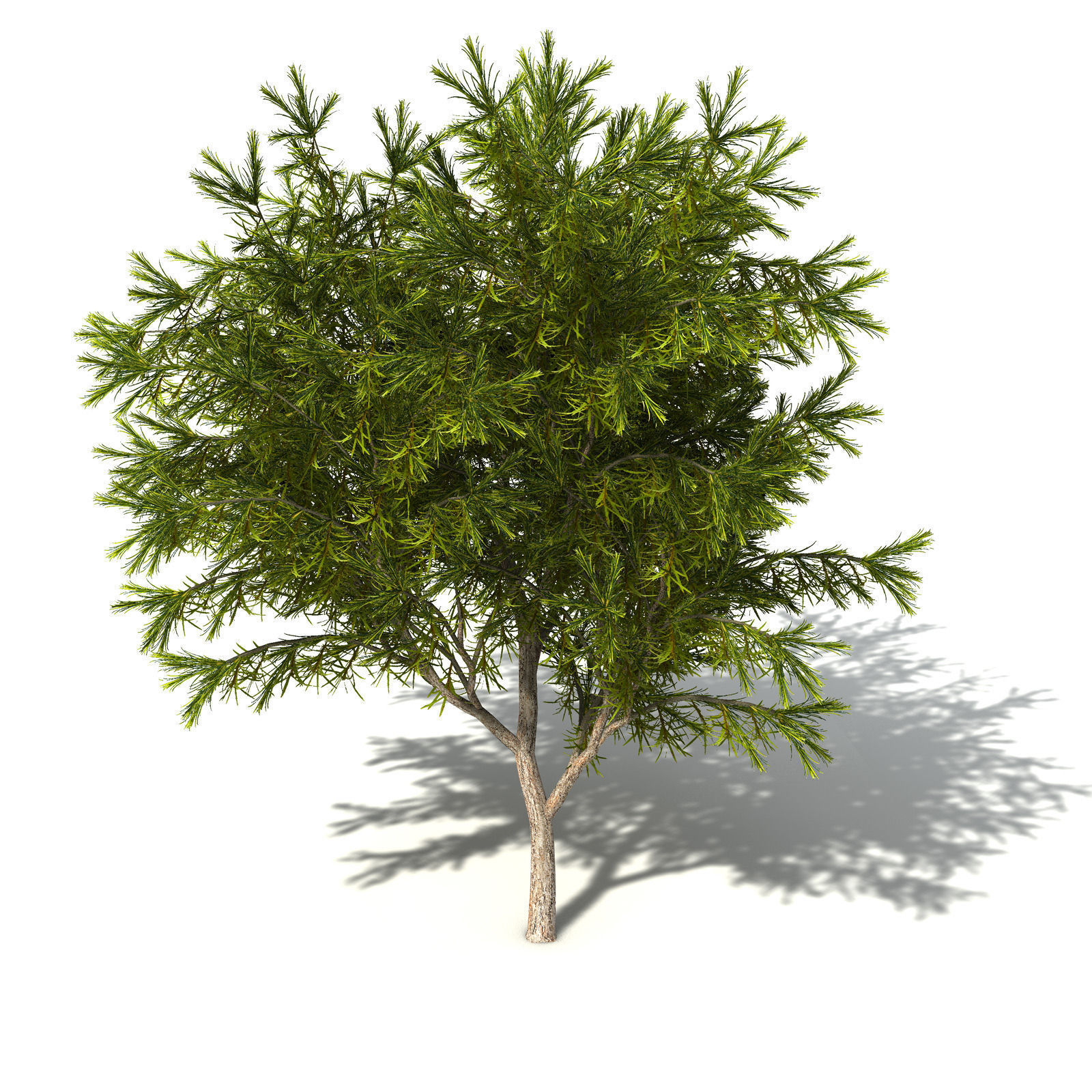 XfrogPlants Australian Tea Tree 3D model | CGTrader