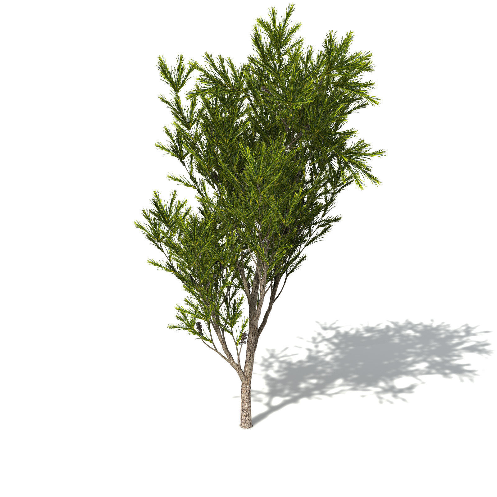 XfrogPlants Australian Tea Tree 3D model | CGTrader