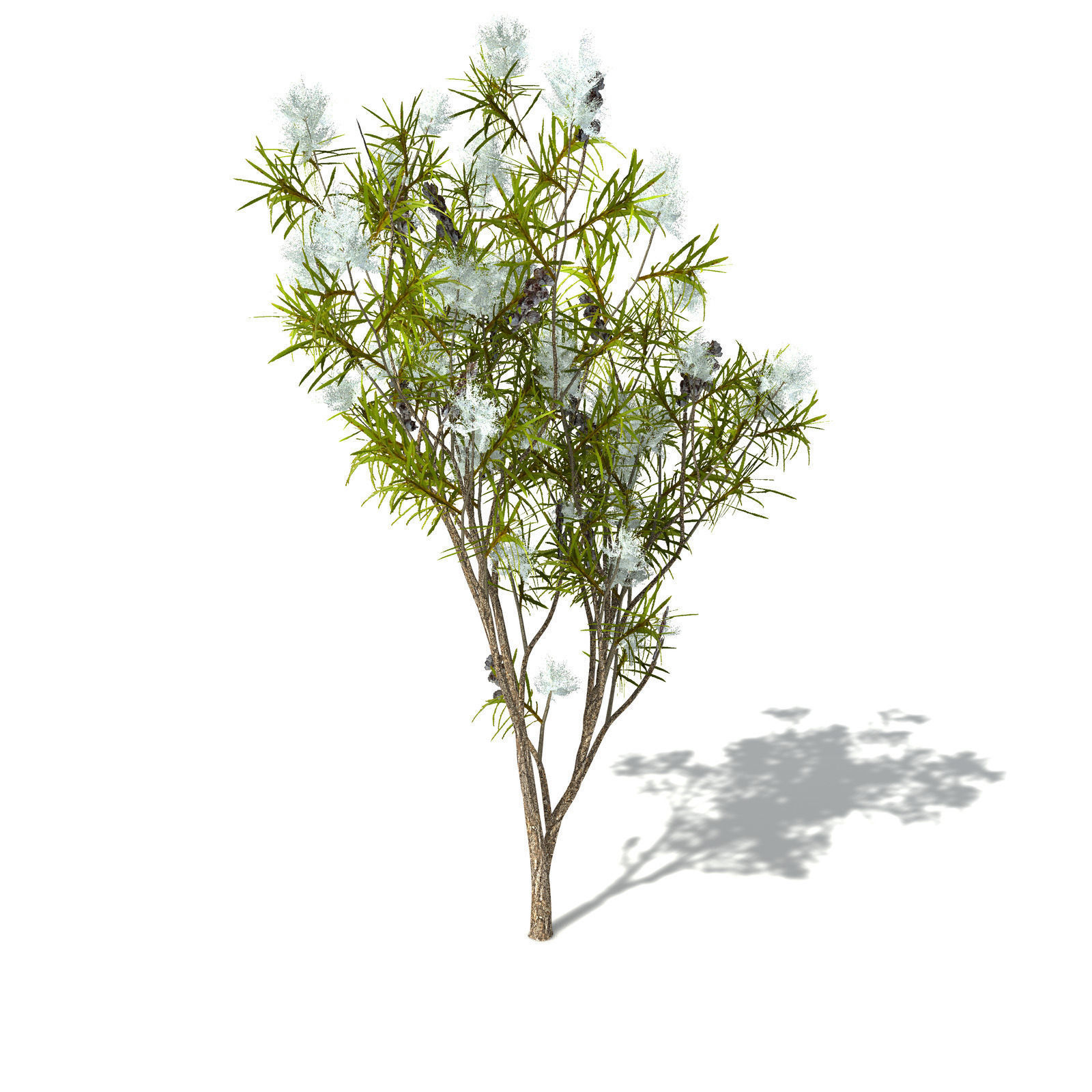 XfrogPlants Australian Tea Tree 3D model | CGTrader