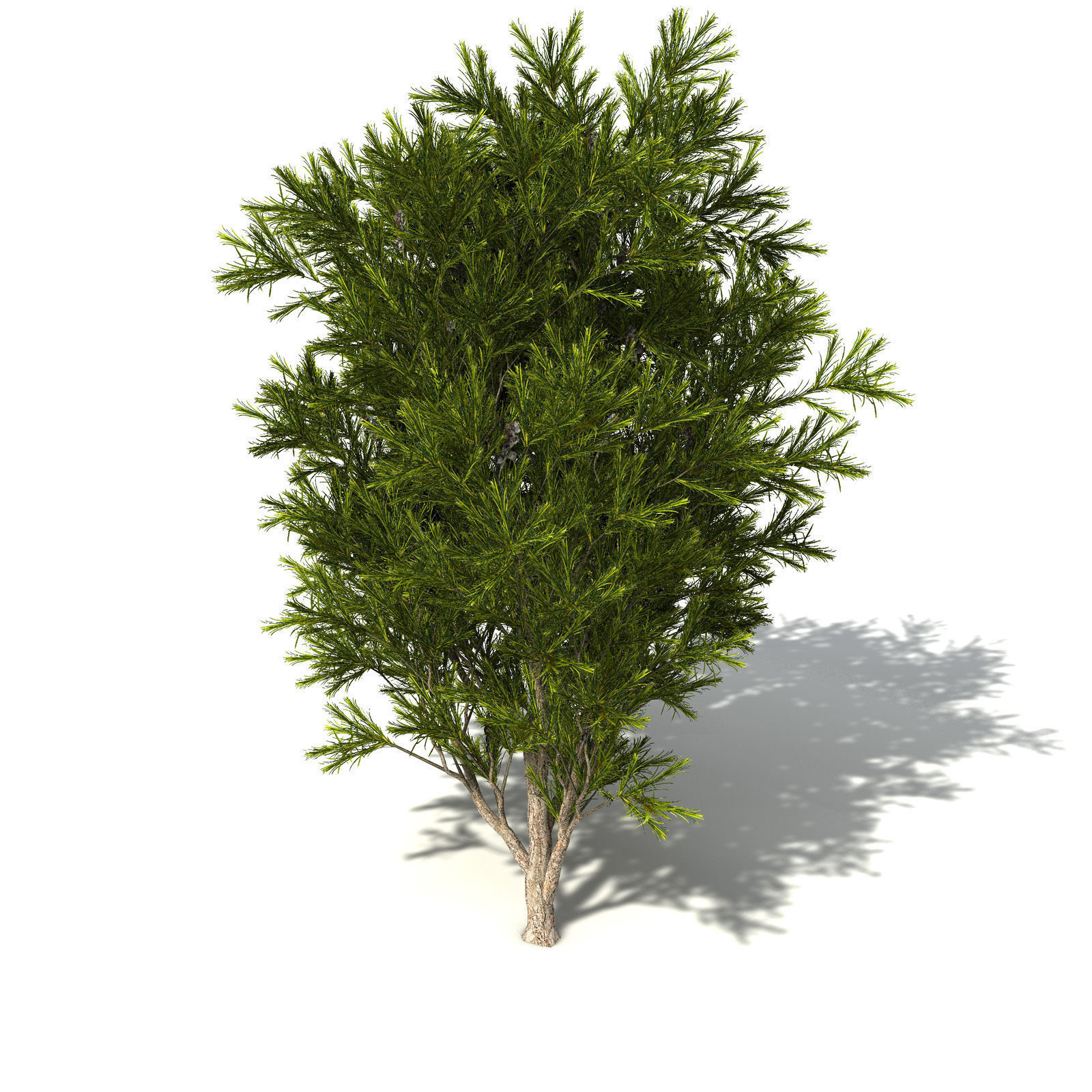 XfrogPlants Australian Tea Tree 3D model | CGTrader