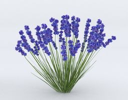 Lavender 3D Models | CGTrader
