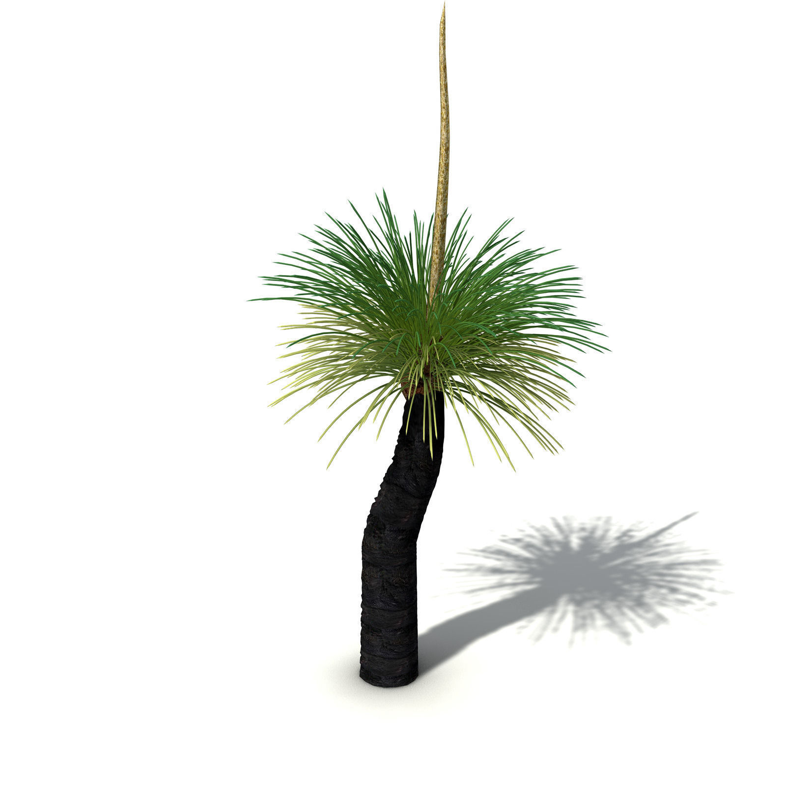 Xfrogplants Australian Grass Tree 3d Model Max Obj 3ds C4d Lwo Lw Lws Ma Mb