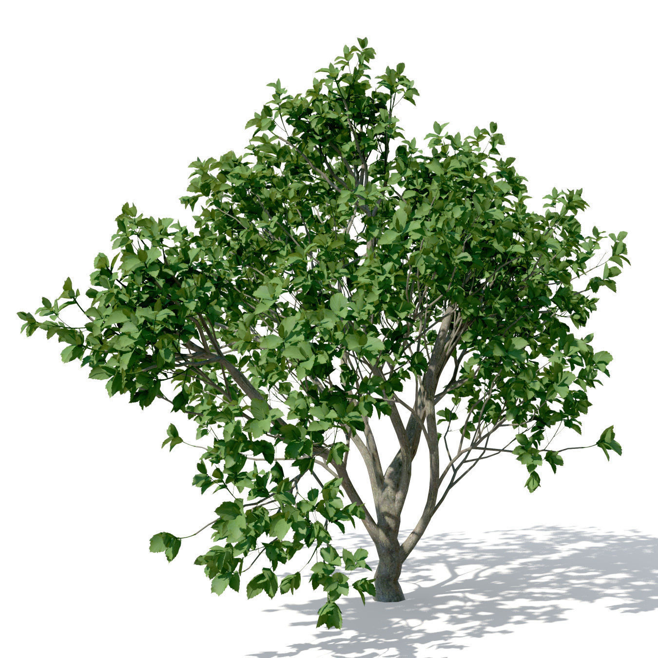 XfrogPlants Persian Ironwood 3D model | CGTrader