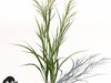 XfrogPlants Rice 3D model | CGTrader