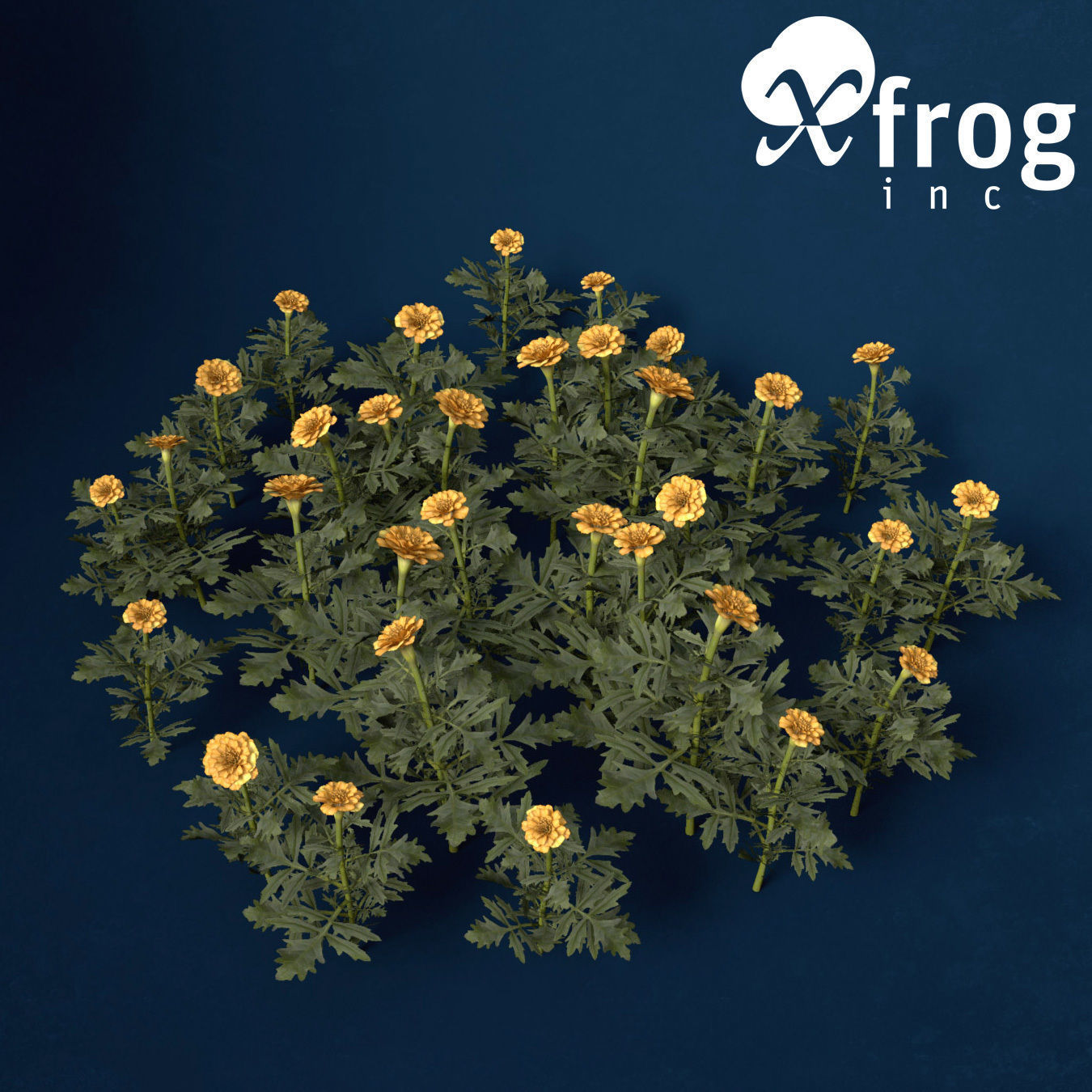 XfrogPlants Marigold 3D model | CGTrader