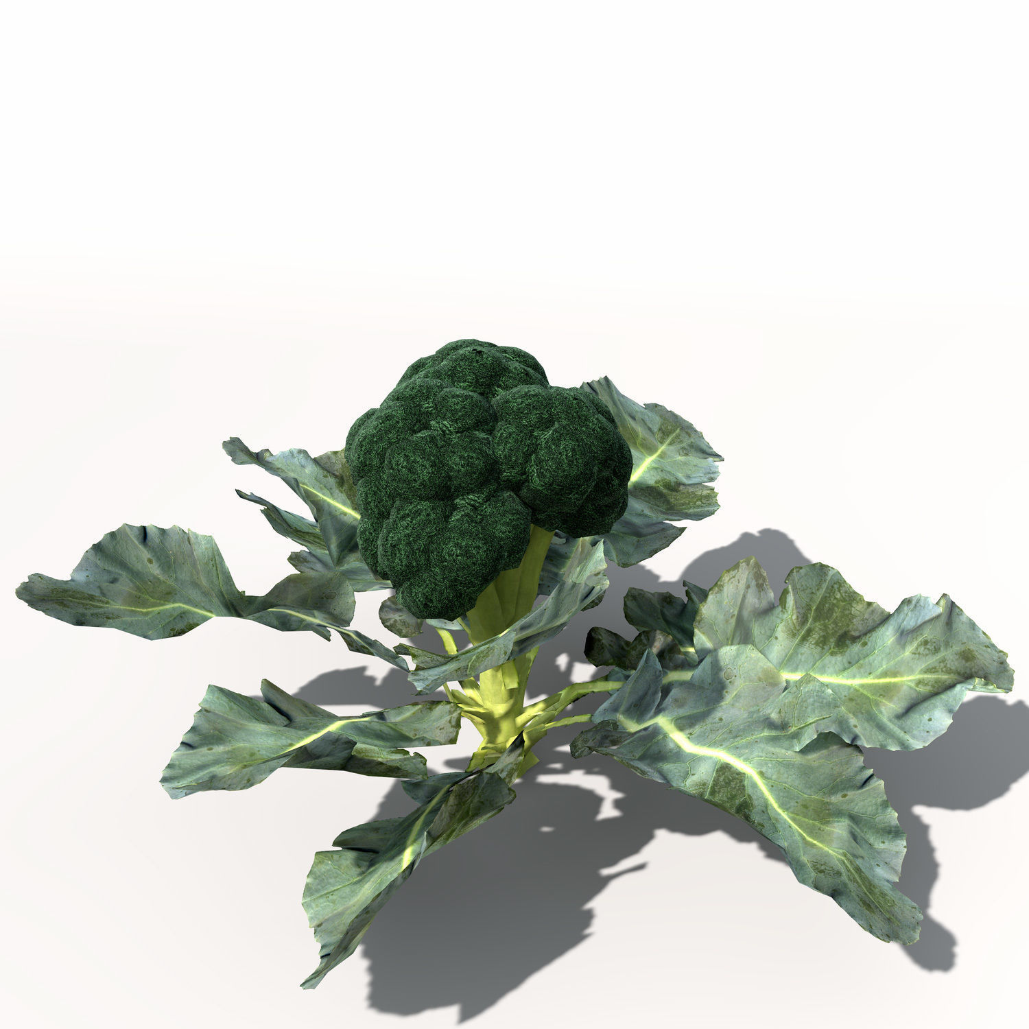 XfrogPlants Broccoli 3D model | CGTrader