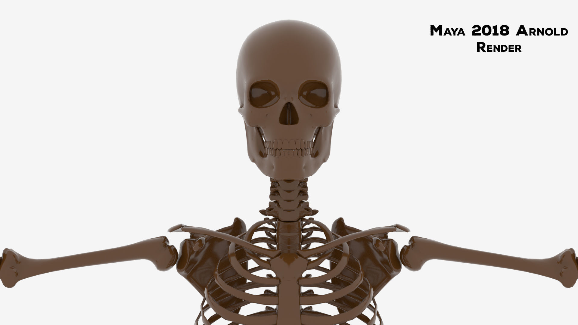 Human Male Skeleton Realistic 3D model rigged | CGTrader