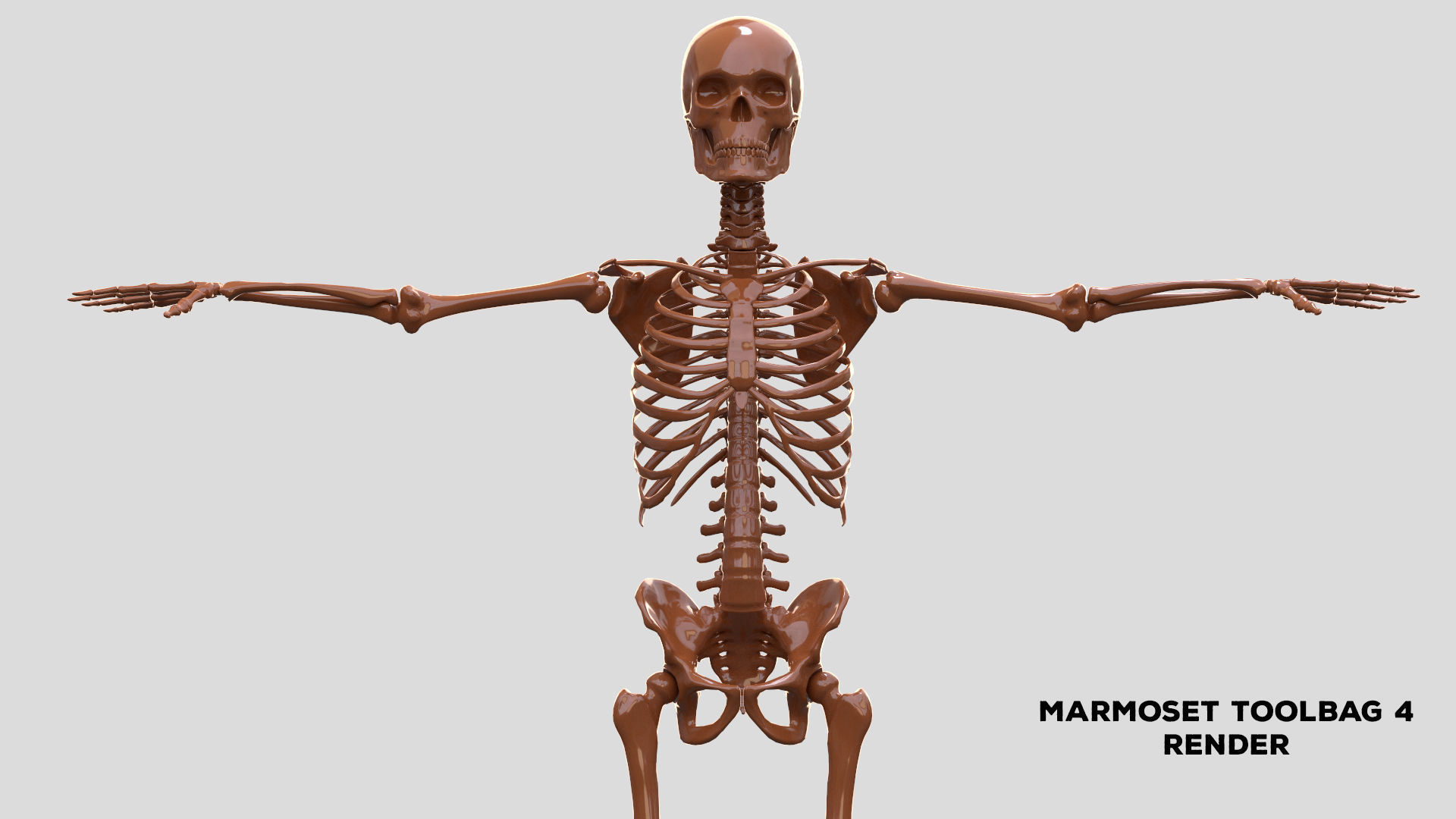 Human Male Skeleton Realistic 3D model rigged | CGTrader