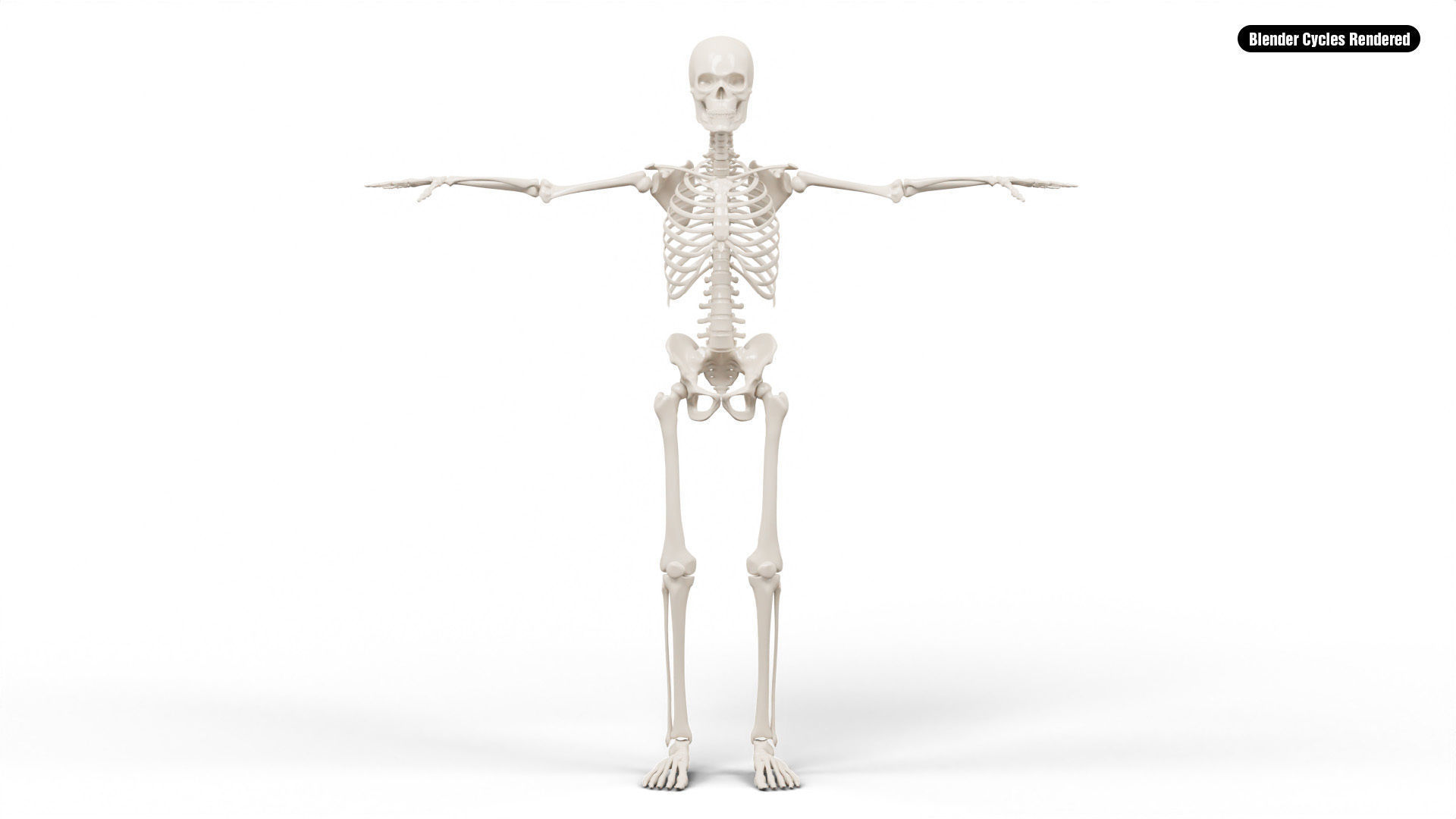 Human Male Skeleton Realistic 3D model rigged | CGTrader