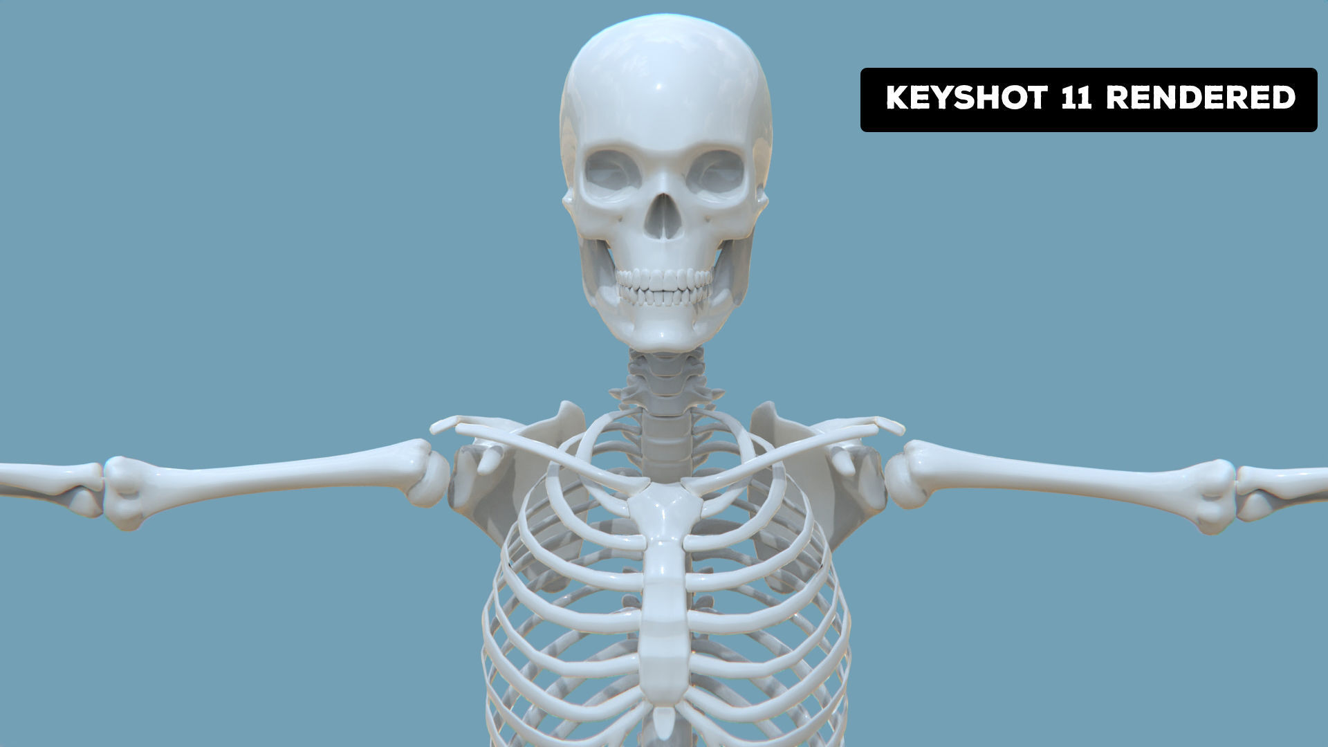 Human Male Skeleton Realistic 3D model rigged | CGTrader